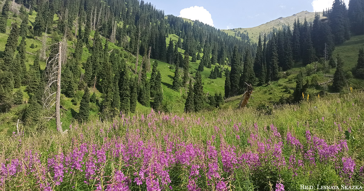 31_Die fünf schönsten Wanderungen rund um Almaty_05 - Deutsche ...